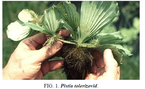 Natural Distribution of Pistia Algae Plant and its Systematic Place and ...